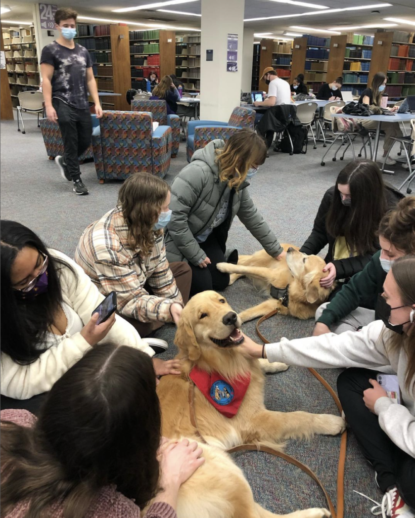 Therapy Dogs at West Chester University | WCUPA Life
